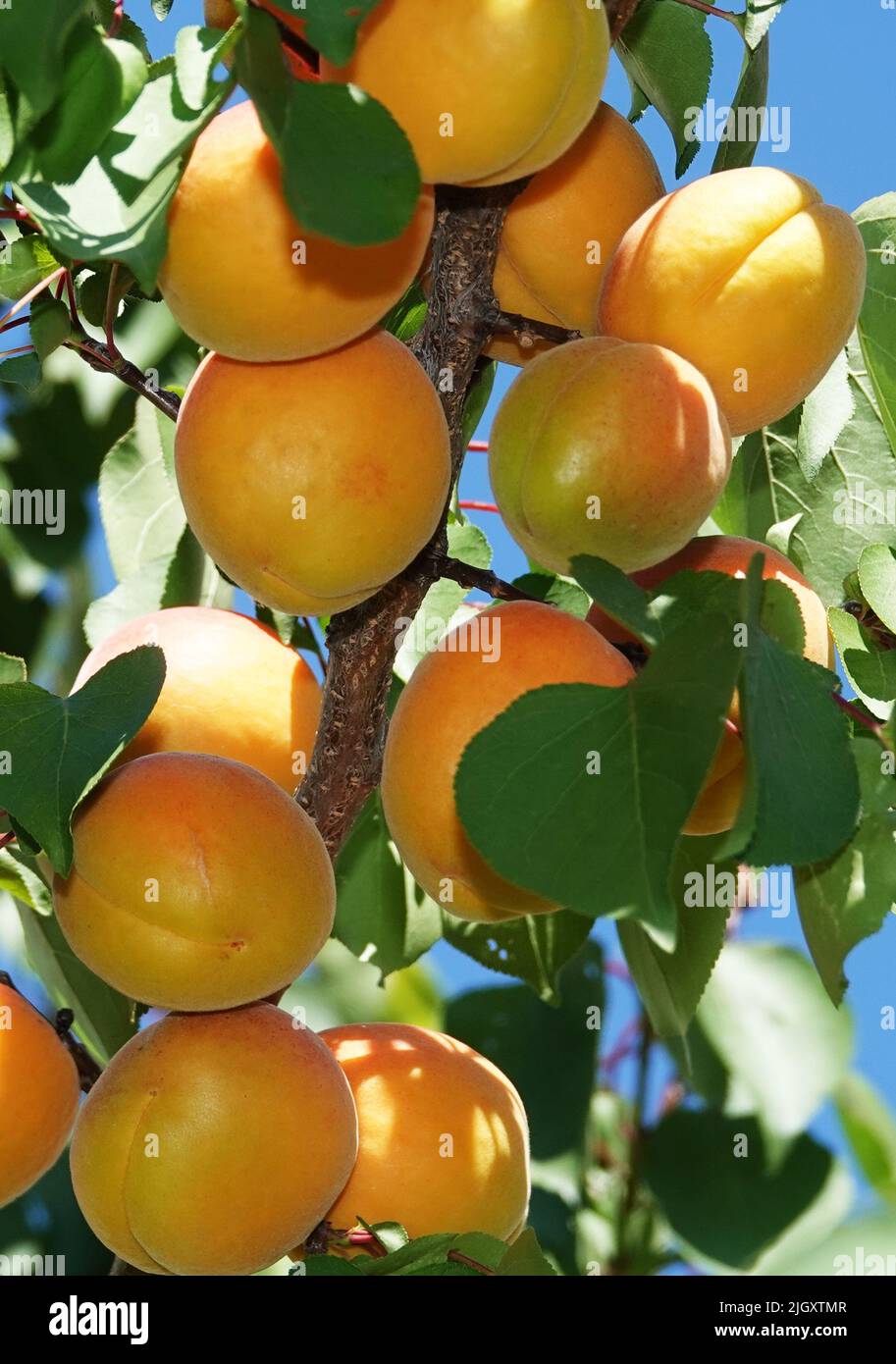 Lots of hands tree hi-res stock photography and images - Alamy