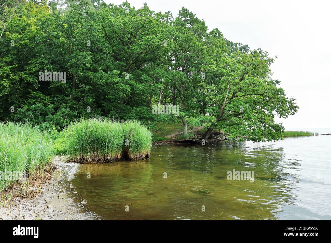 Eroding coastline on the Baltic coast of Ruegen, Northern Germany ...