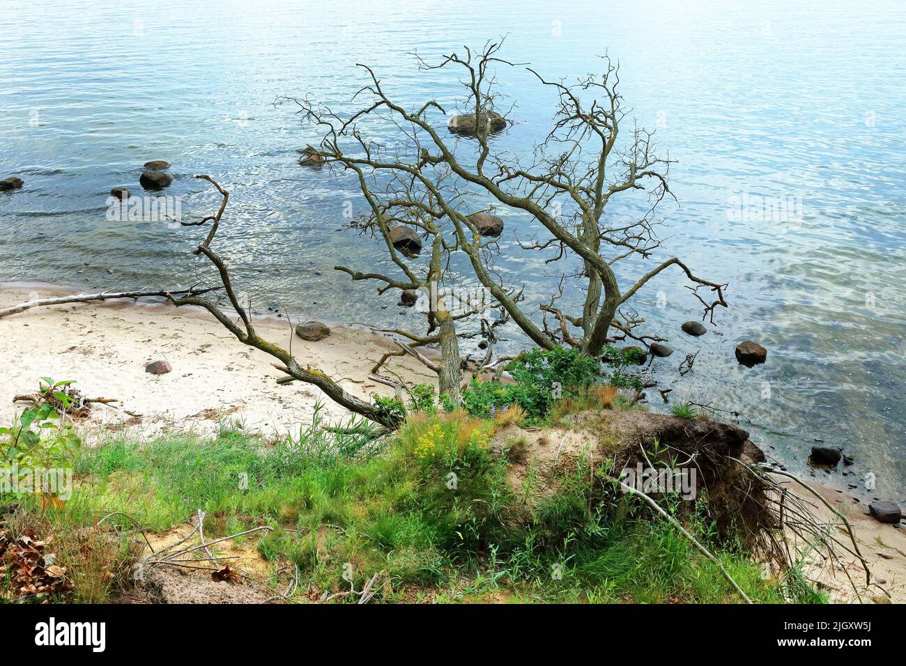 Eroding coastline on the Baltic coast of Ruegen, Northern Germany ...