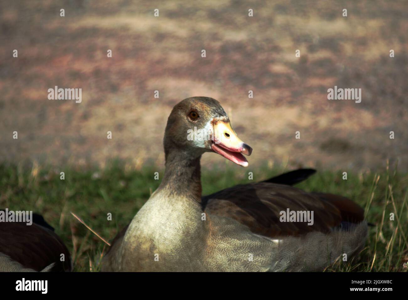 A very friendly duck posing for the camera Stock Photo - Alamy