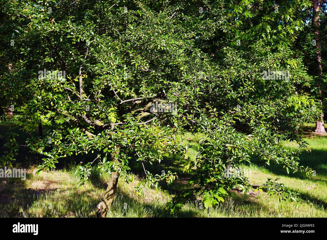 Dead cherry fruit tree hi-res stock photography and images - Alamy
