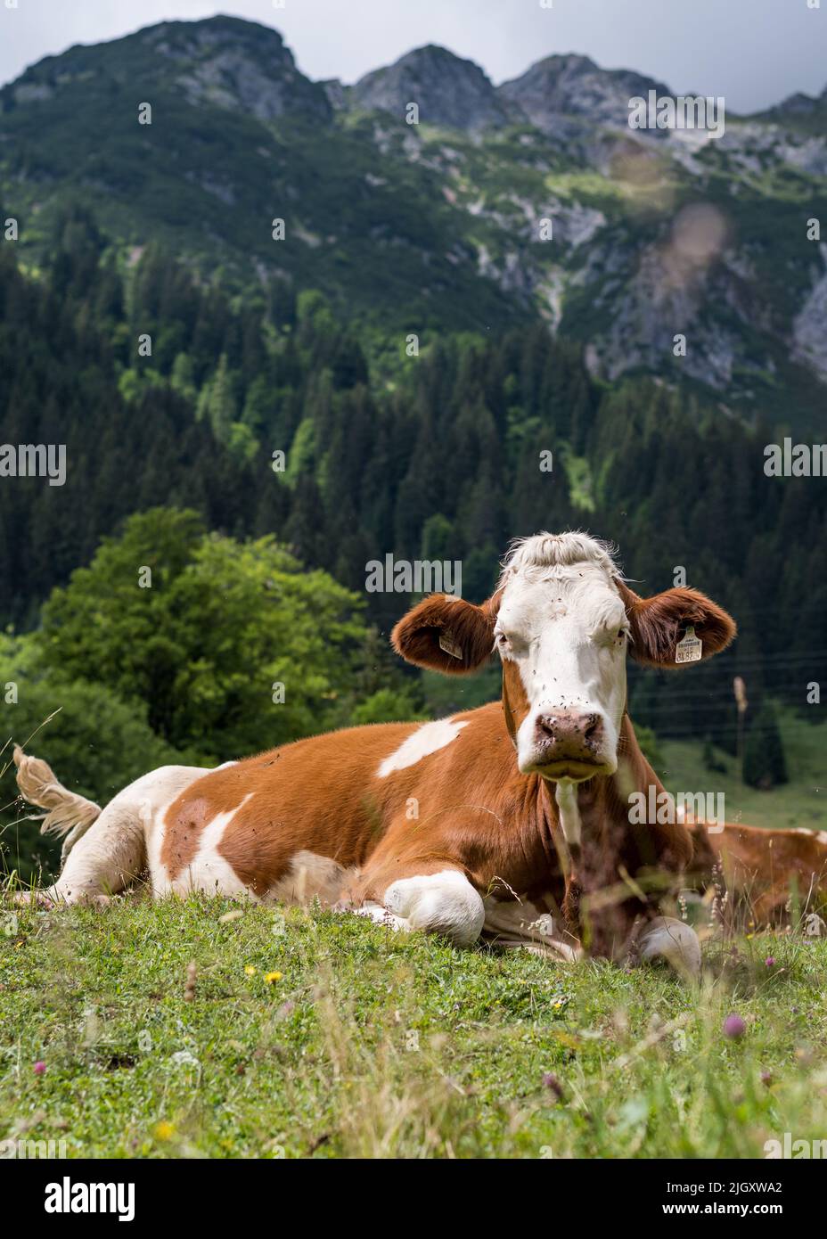 Austrian cows, Hinterthal Stock Photo - Alamy