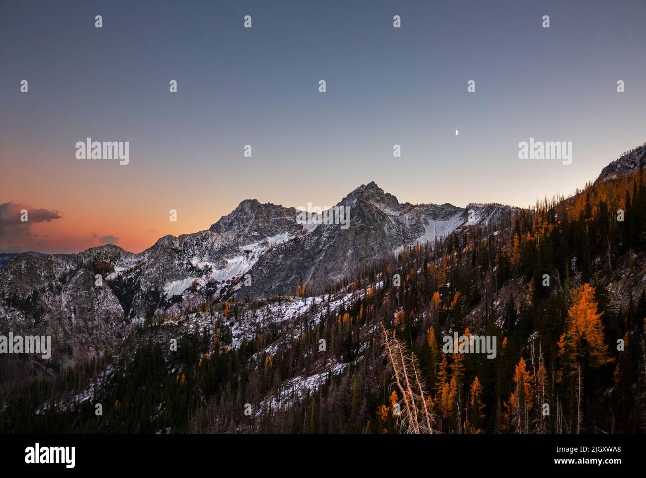 WA21757-00...WASIHNGTON - Alpine larch trees glowing in the sunset with ...