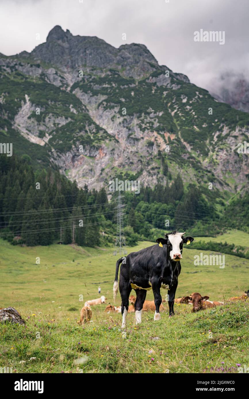 Austrian cows, Hinterthal Stock Photo - Alamy