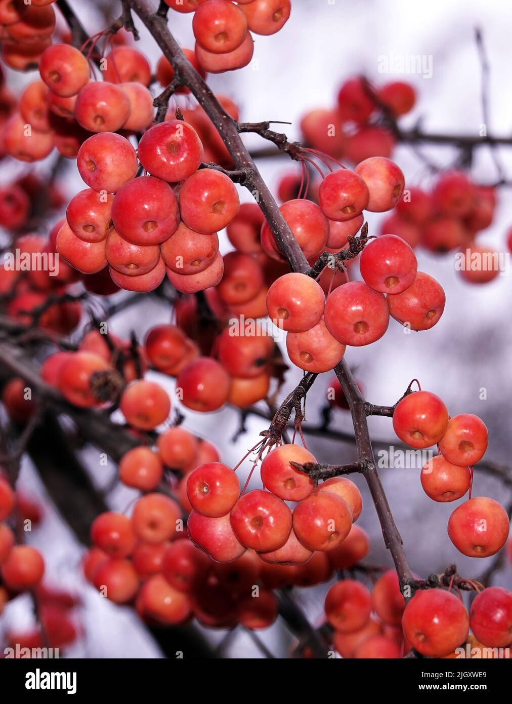 Many red and ripe ranetki tree branches, they are also paradise apples Stock Photo - Alamy