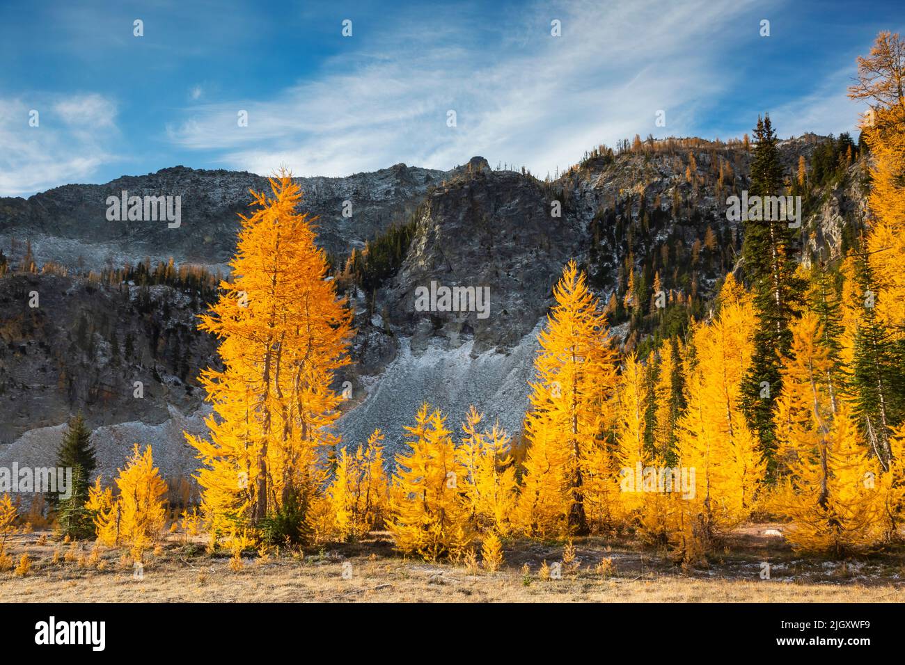 WA21767-00...WASHINGTON - Alpine larch in autumn colors in the Entiat ...