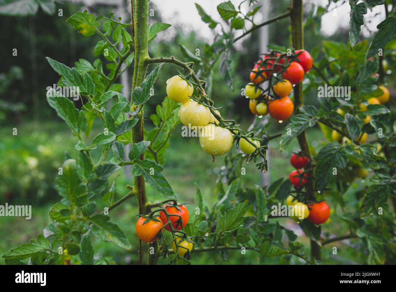Tomatoes on the vine in various states of ripeness. Colors ranging from ...