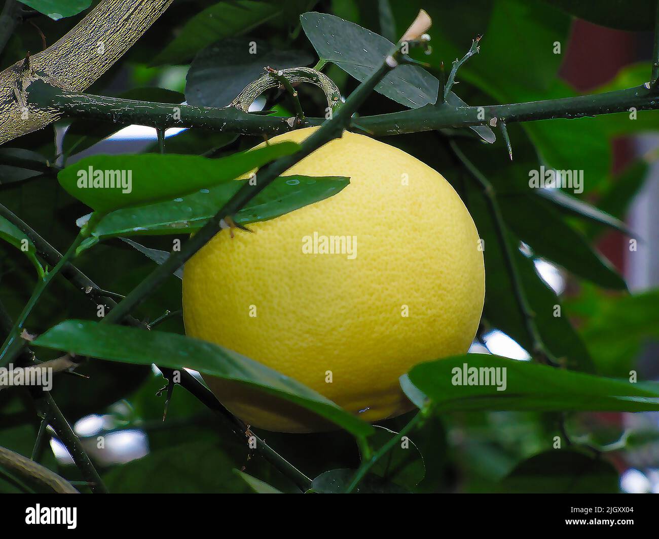 Grapefruit grows yellow Stock Photo - Alamy