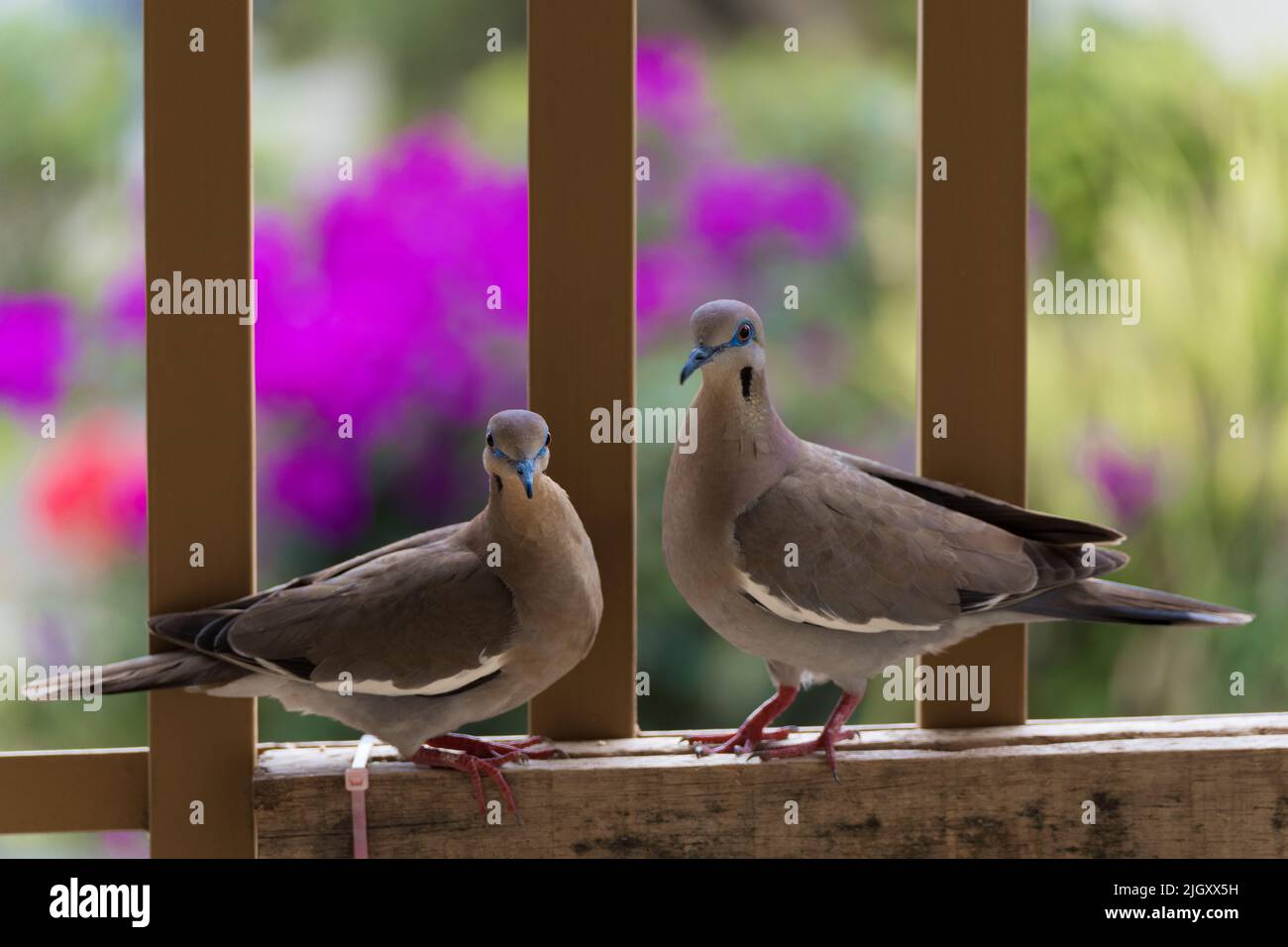A beautiful shot of two white-winged doves standing on wood with fence ...