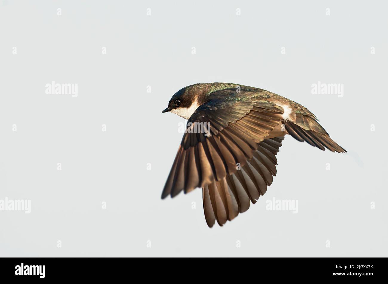 Tree swallow in flight Stock Photo - Alamy