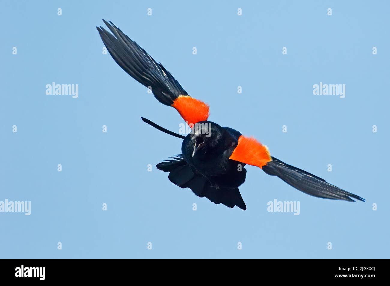Flying red winged blackbirds hi-res stock photography and images - Alamy