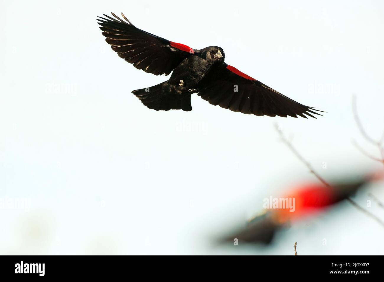 Flying red winged blackbirds hi-res stock photography and images - Alamy