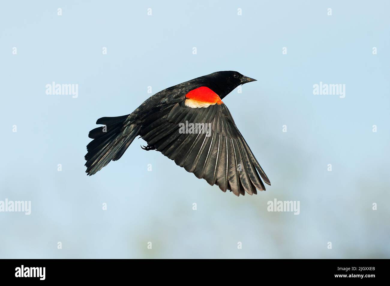 Flying red winged blackbirds hi-res stock photography and images - Alamy
