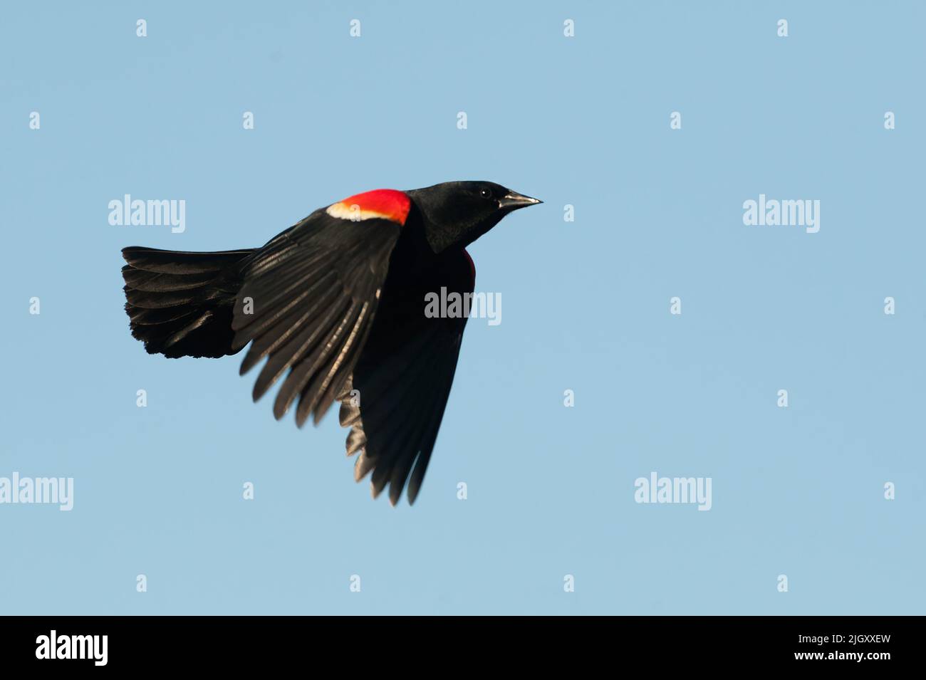 Blackbirds flying hi-res stock photography and images - Alamy