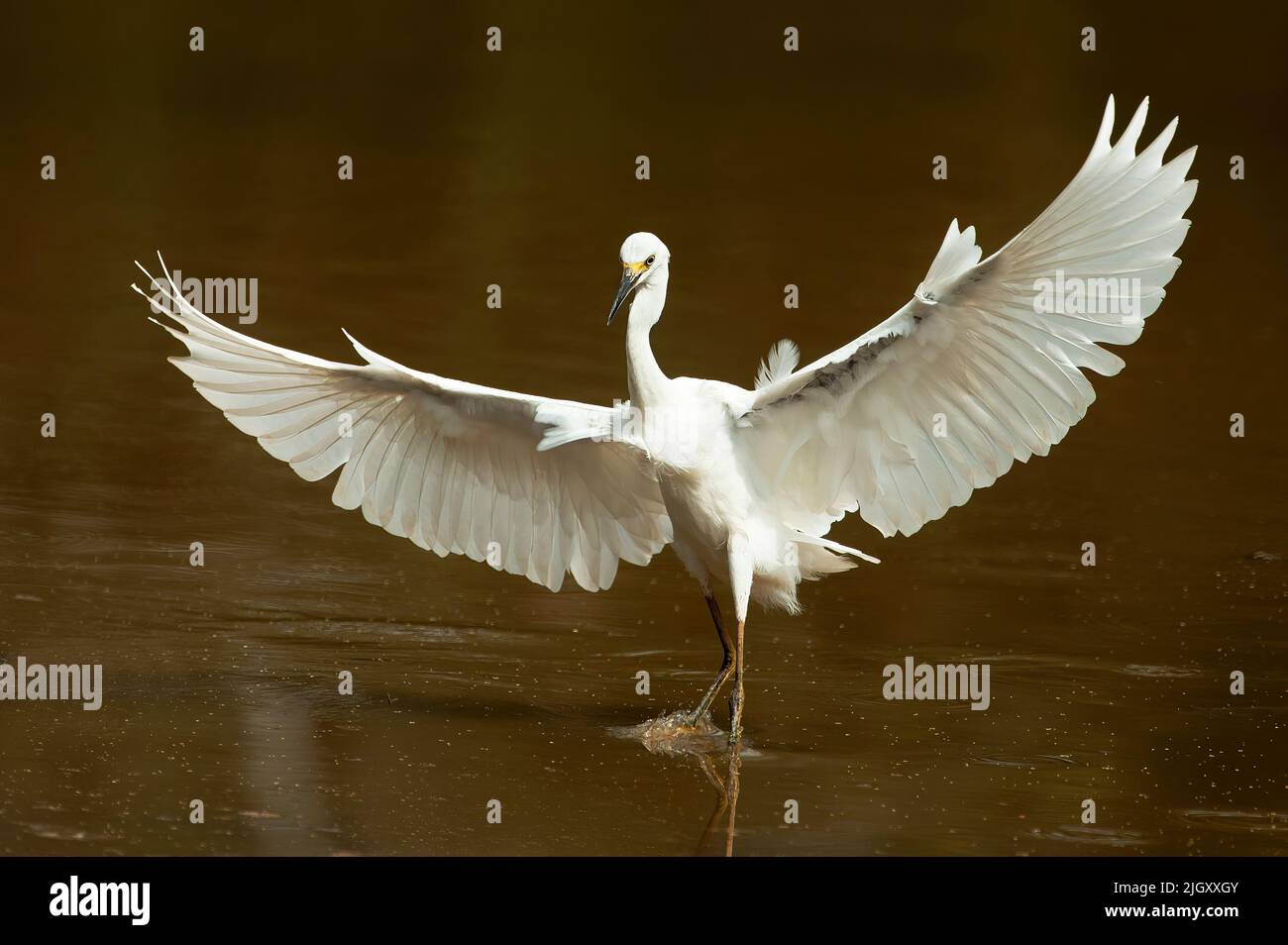 Raised wings hi-res stock photography and images - Alamy