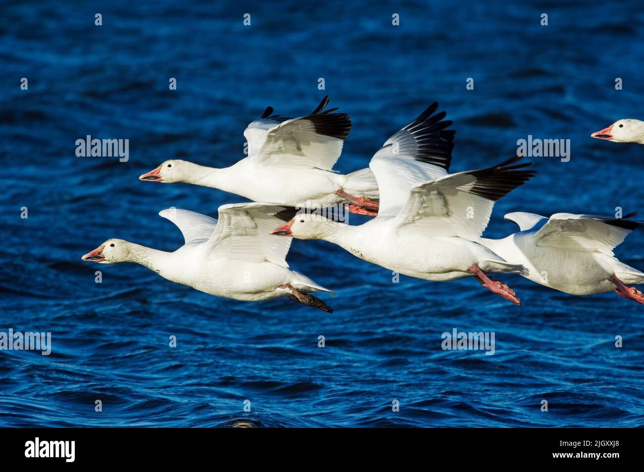 Snow geese flight Stock Photo - Alamy