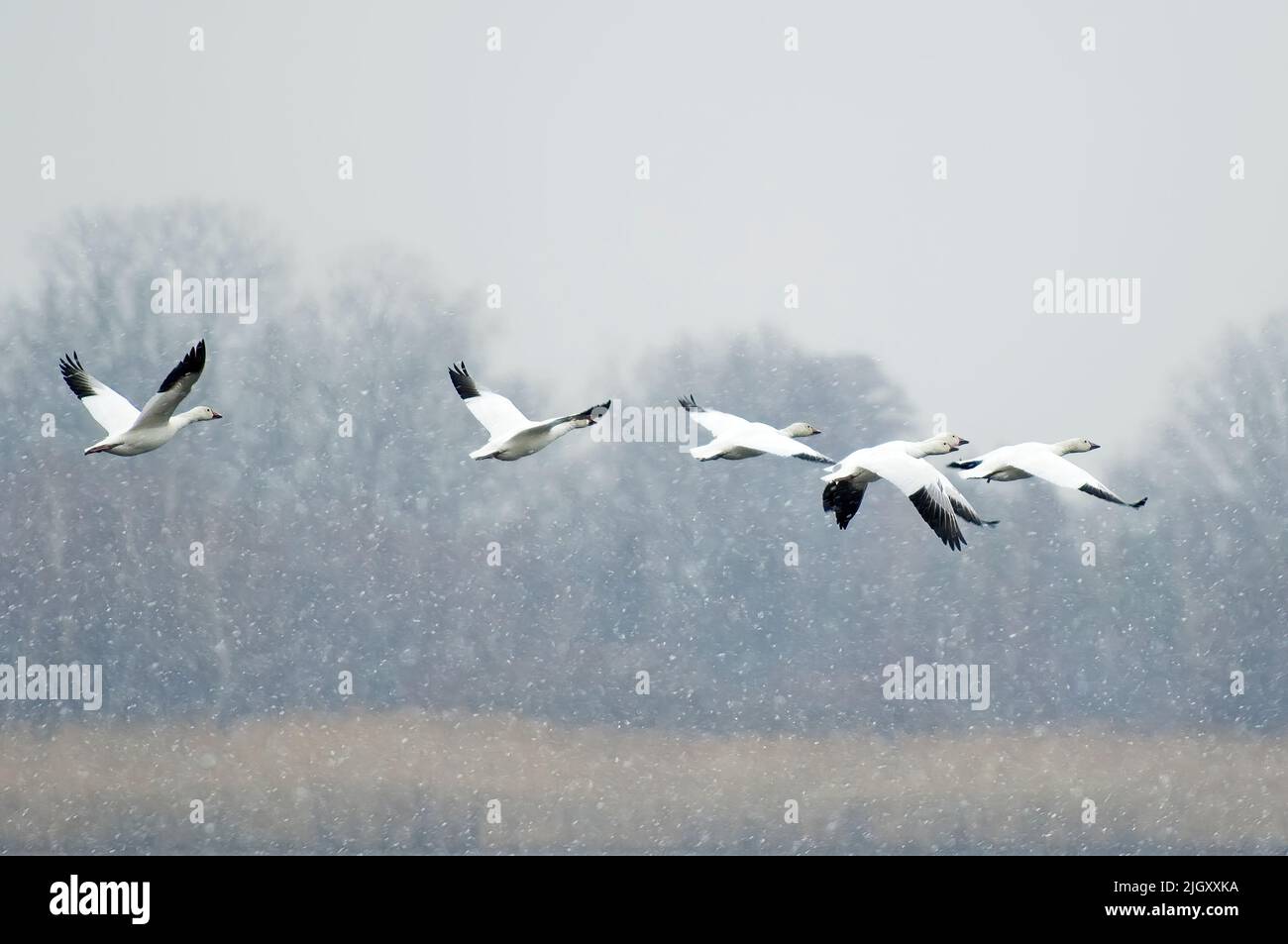 Snow geese flight during snowfall Stock Photo - Alamy