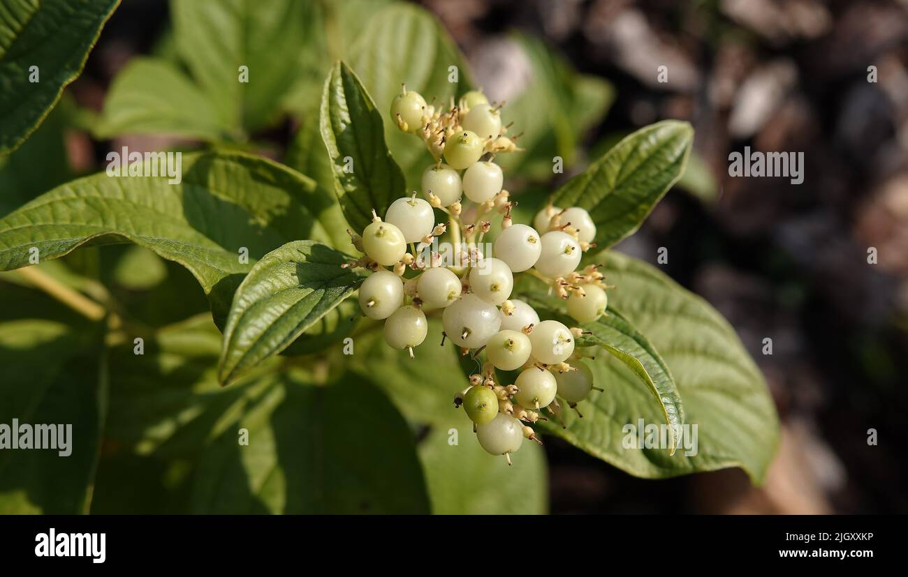 Dogwood shiny berry on a tree branch Stock Photo - Alamy