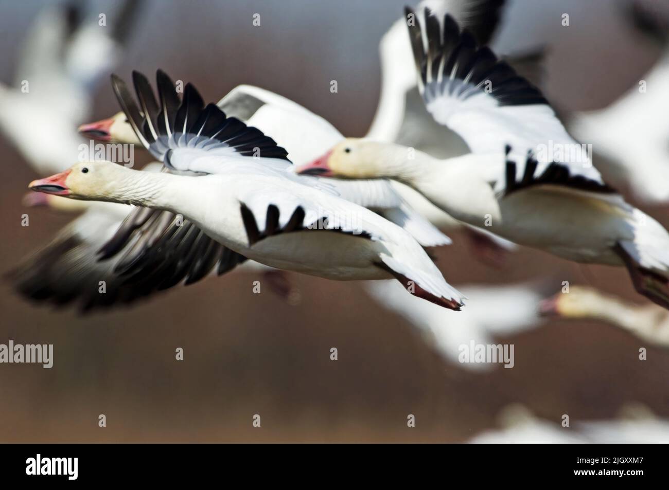 Snow geese flight close-up Stock Photo - Alamy