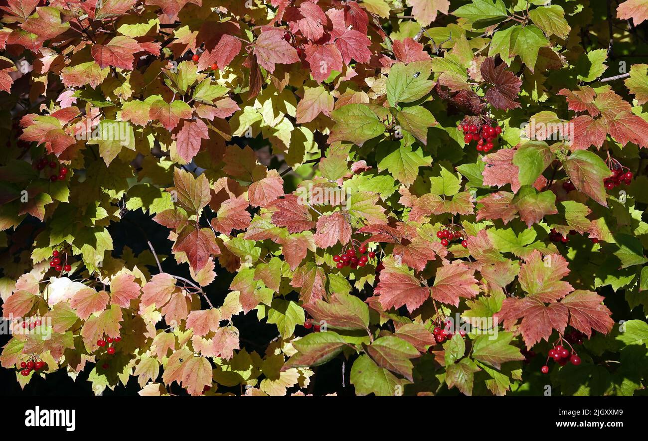 Viburnum red berry on a tree branch Stock Photo - Alamy