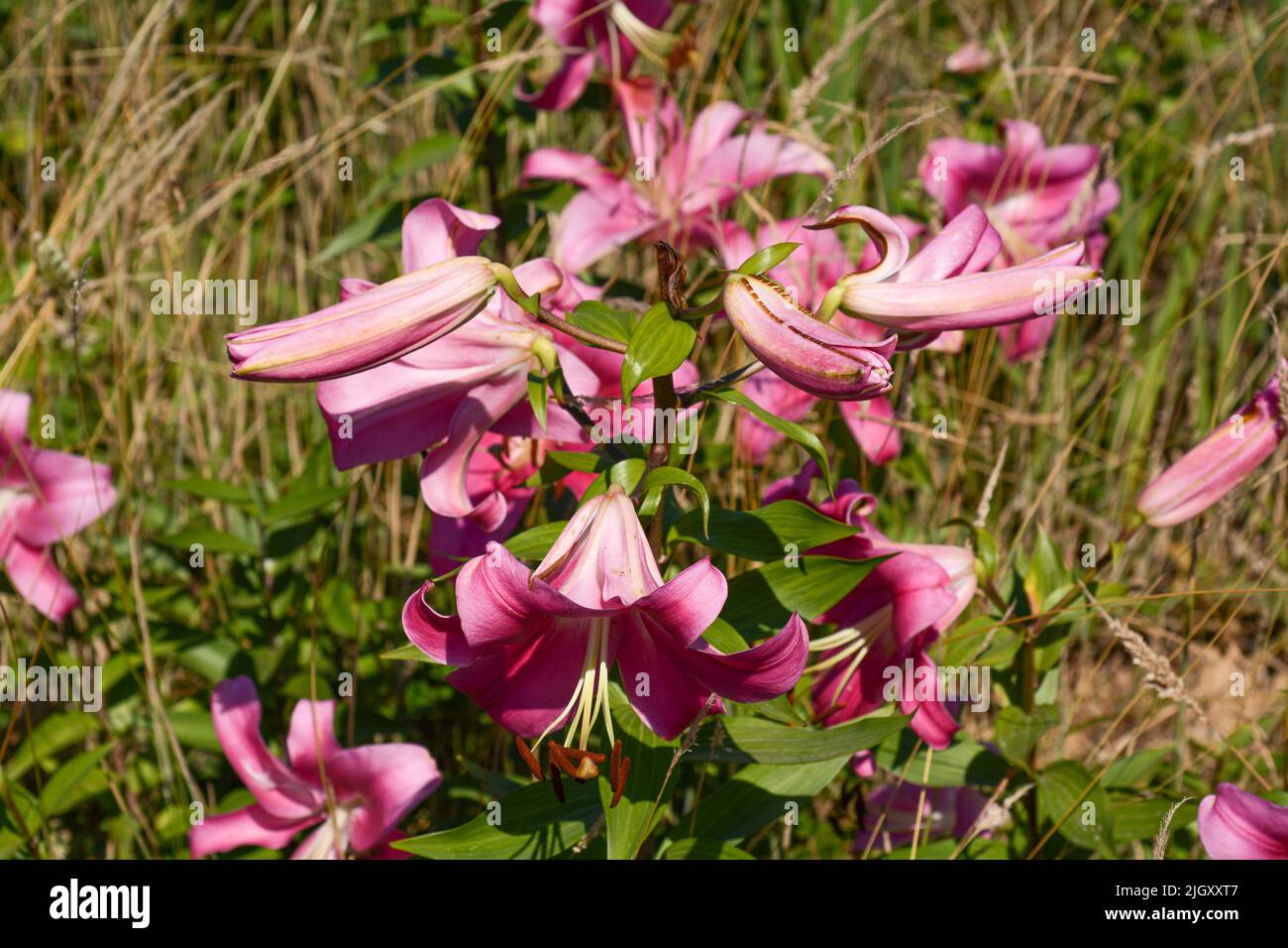 Beautiful pink lily flowers blooming in the garden Stock Photo - Alamy