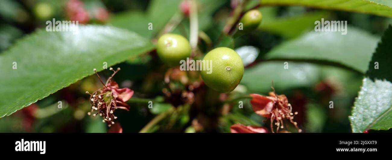 Green cherry berries are singing on tree branches Stock Photo - Alamy