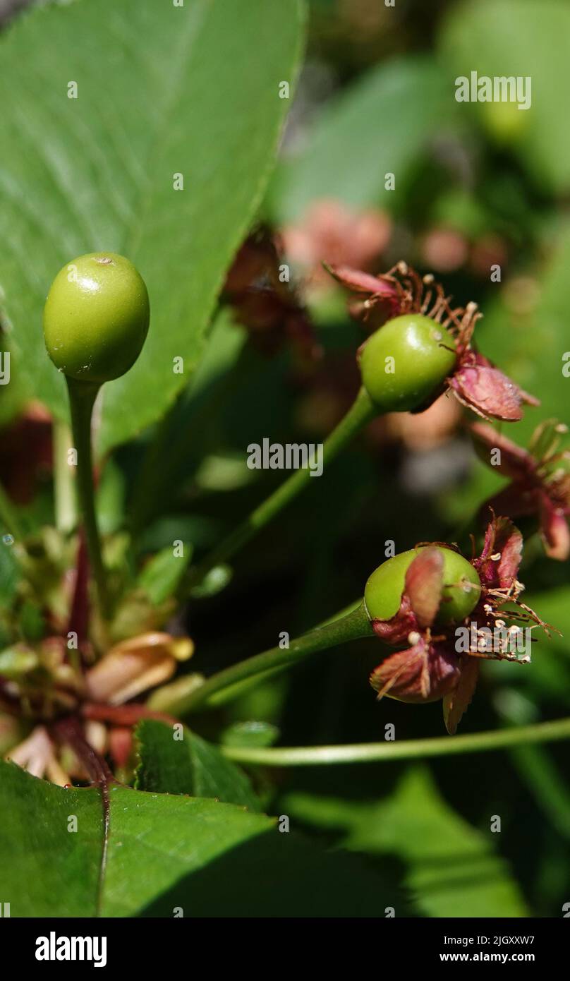 Green cherry berries are singing on tree branches Stock Photo - Alamy
