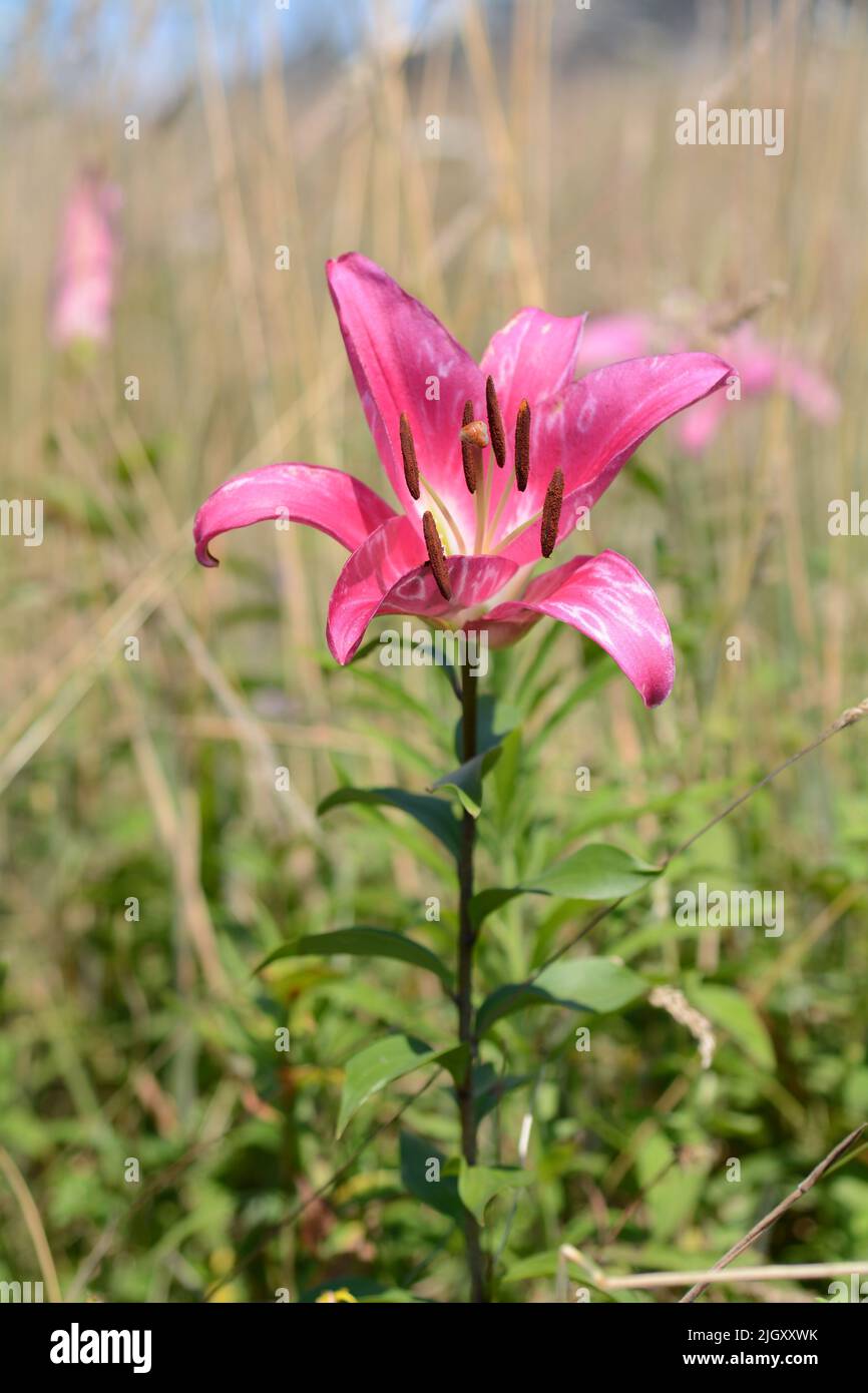 Beautiful pink lily close hi-res stock photography and images - Alamy