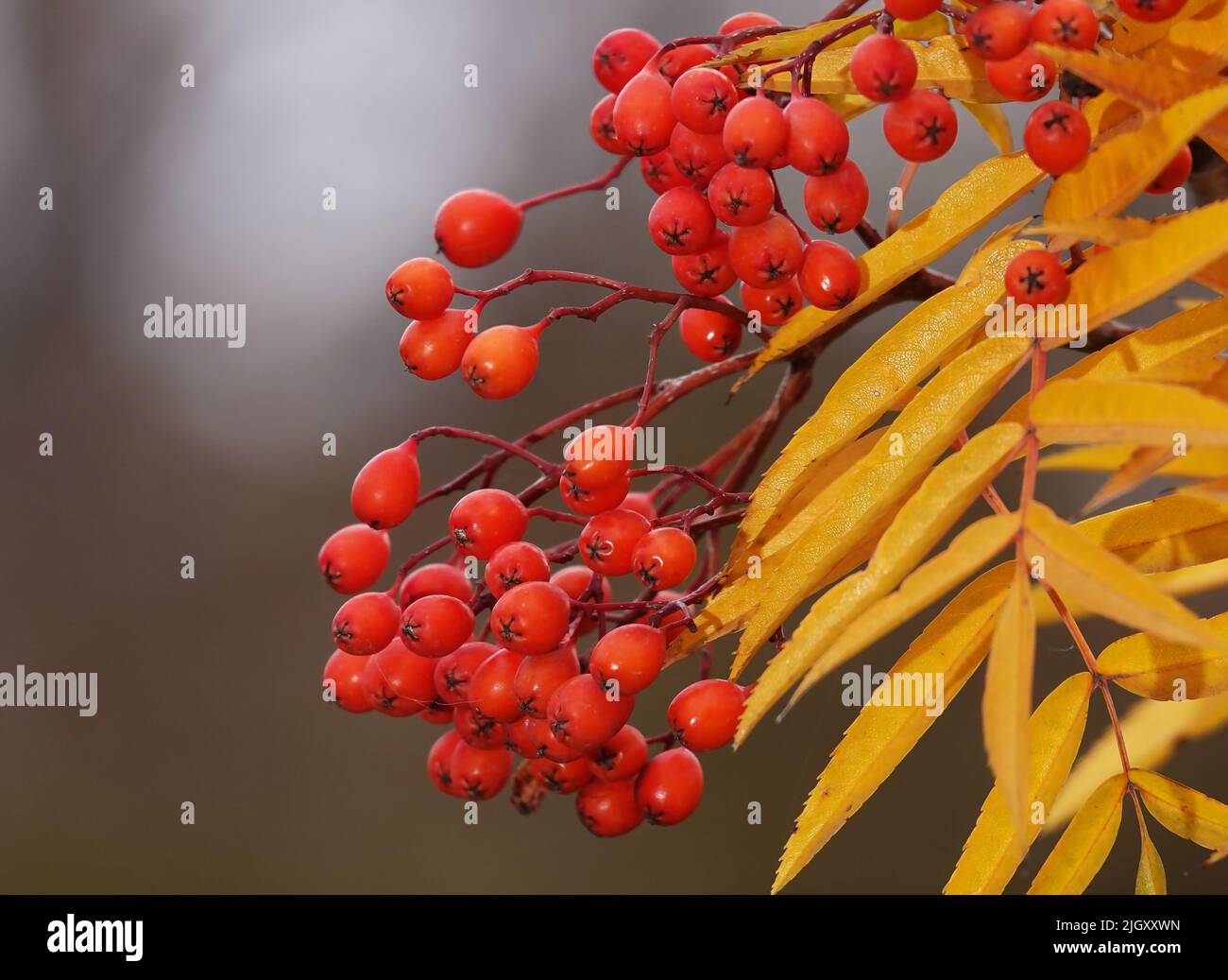 Rowan twigs leaves in hi-res stock photography and images - Alamy