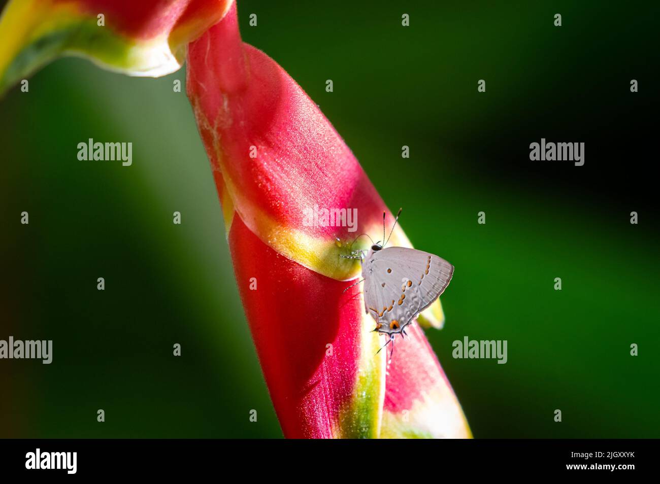 Caribbean heliconia pollination hi-res stock photography and images - Alamy