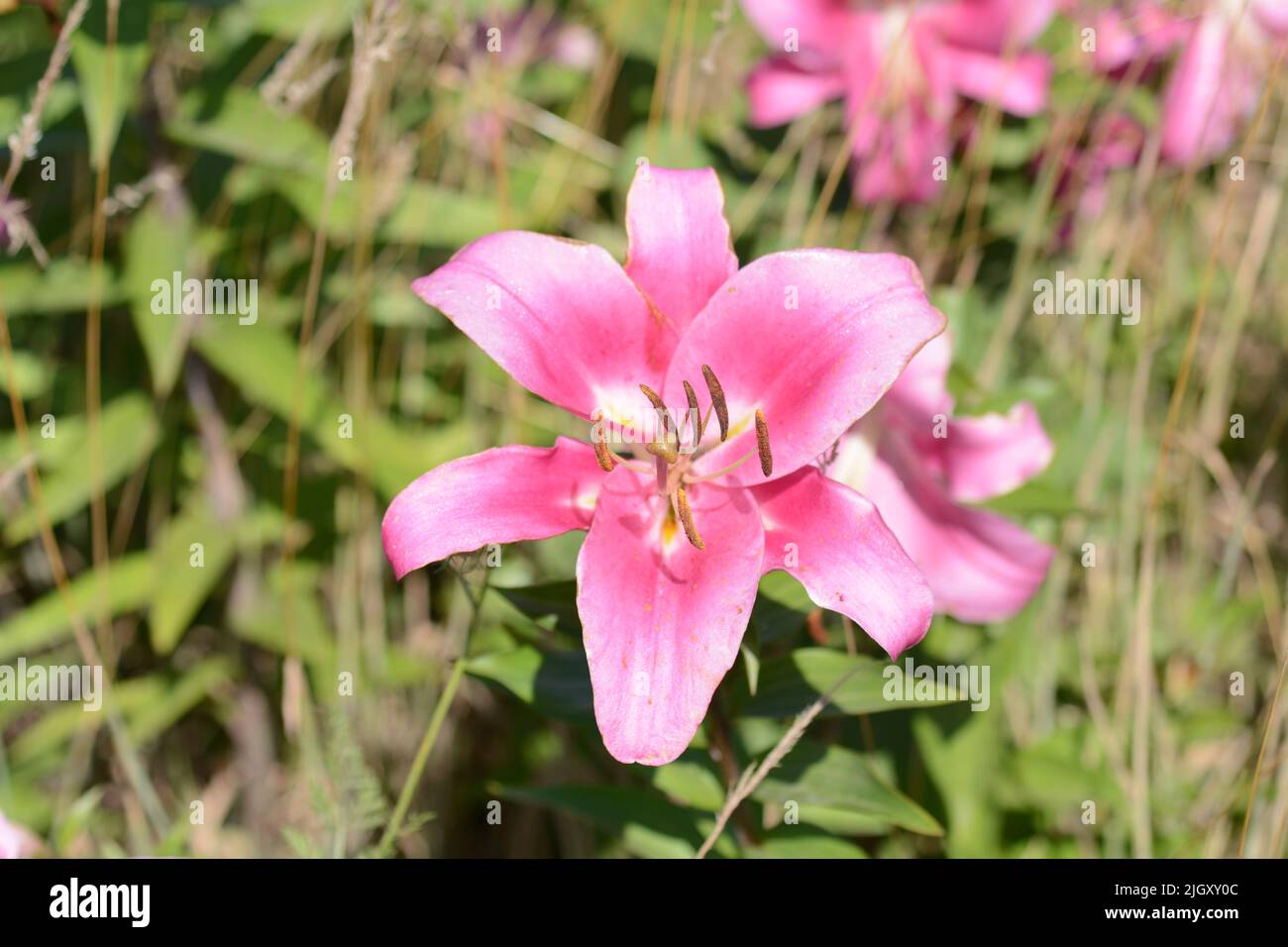 Beautiful pink lily close hi-res stock photography and images - Alamy