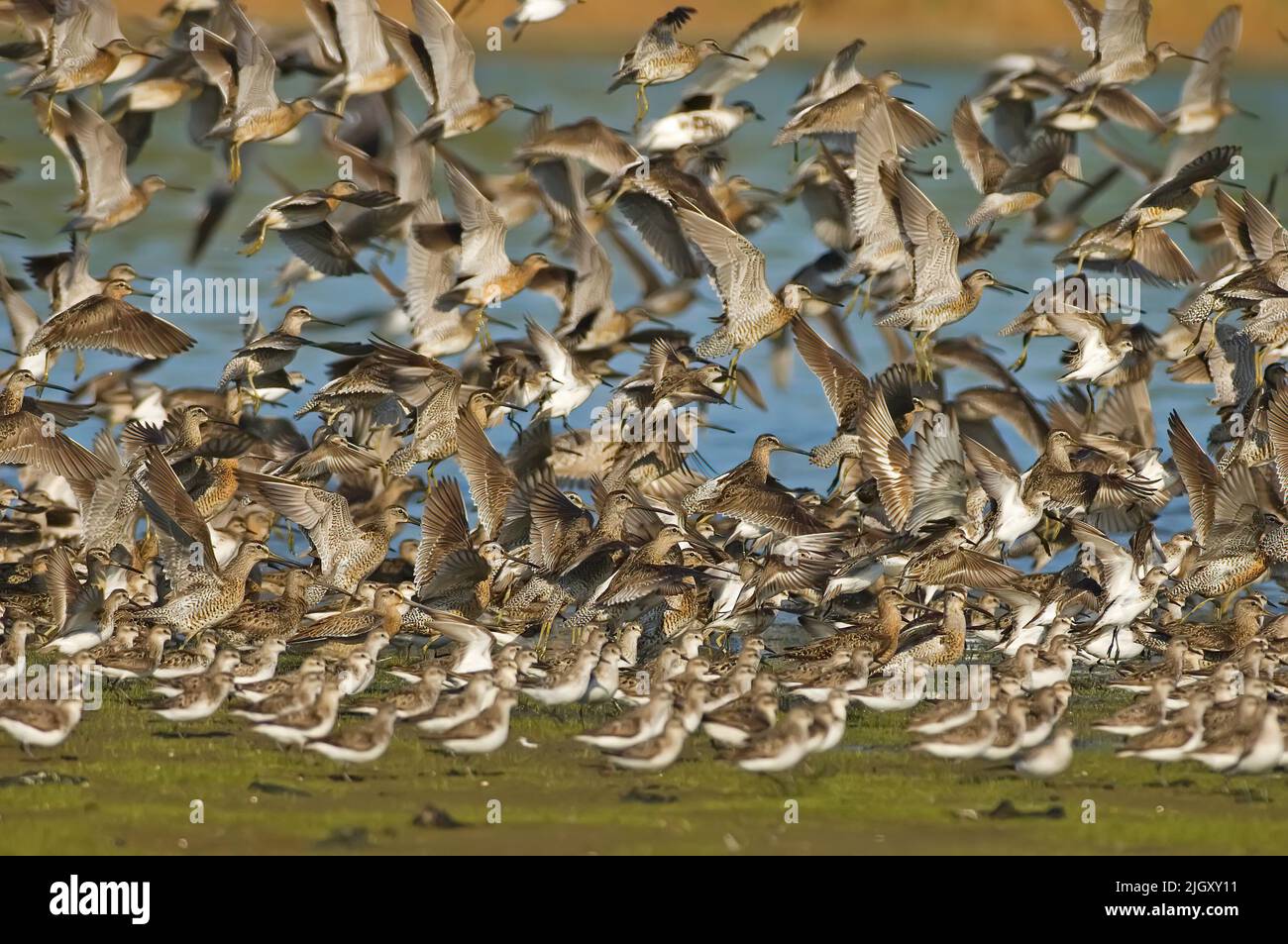 Short-billed dowitchers, Limnodromus griseus, and mixed shorebirds in ...