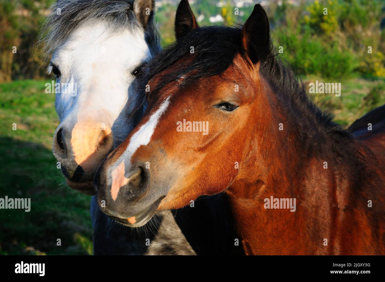 Horses bond hi-res stock photography and images - Alamy