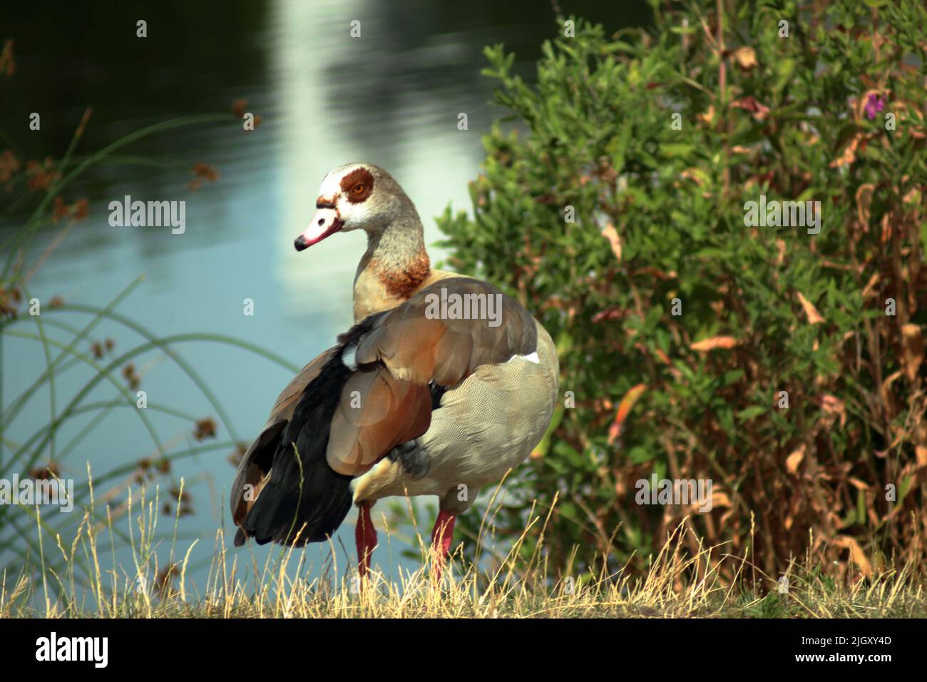 An egyptian goose duck bird Stock Photo - Alamy