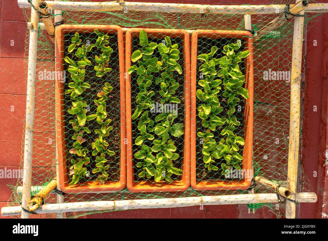 Top view of a radish crop in an urban garden with a structure of reeds ...