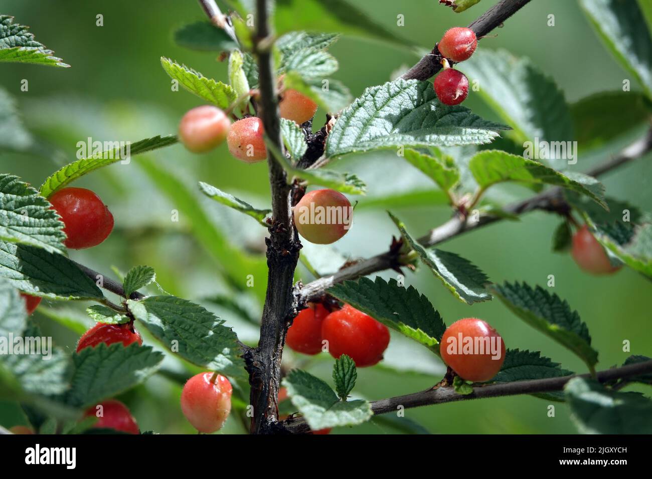 Dead cherry fruit tree hi-res stock photography and images - Alamy