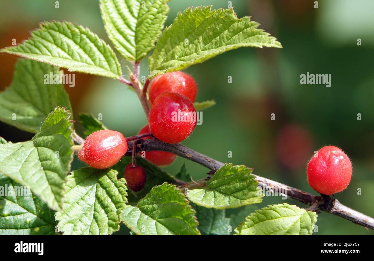 Dead cherry fruit tree hi-res stock photography and images - Alamy