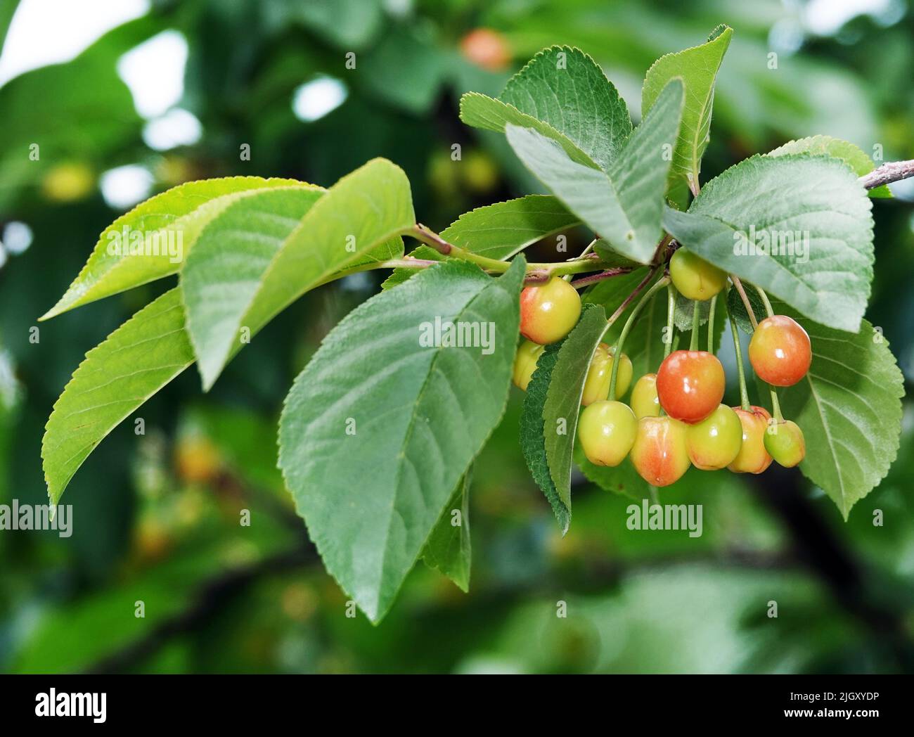 Dead cherry fruit tree hi-res stock photography and images - Alamy