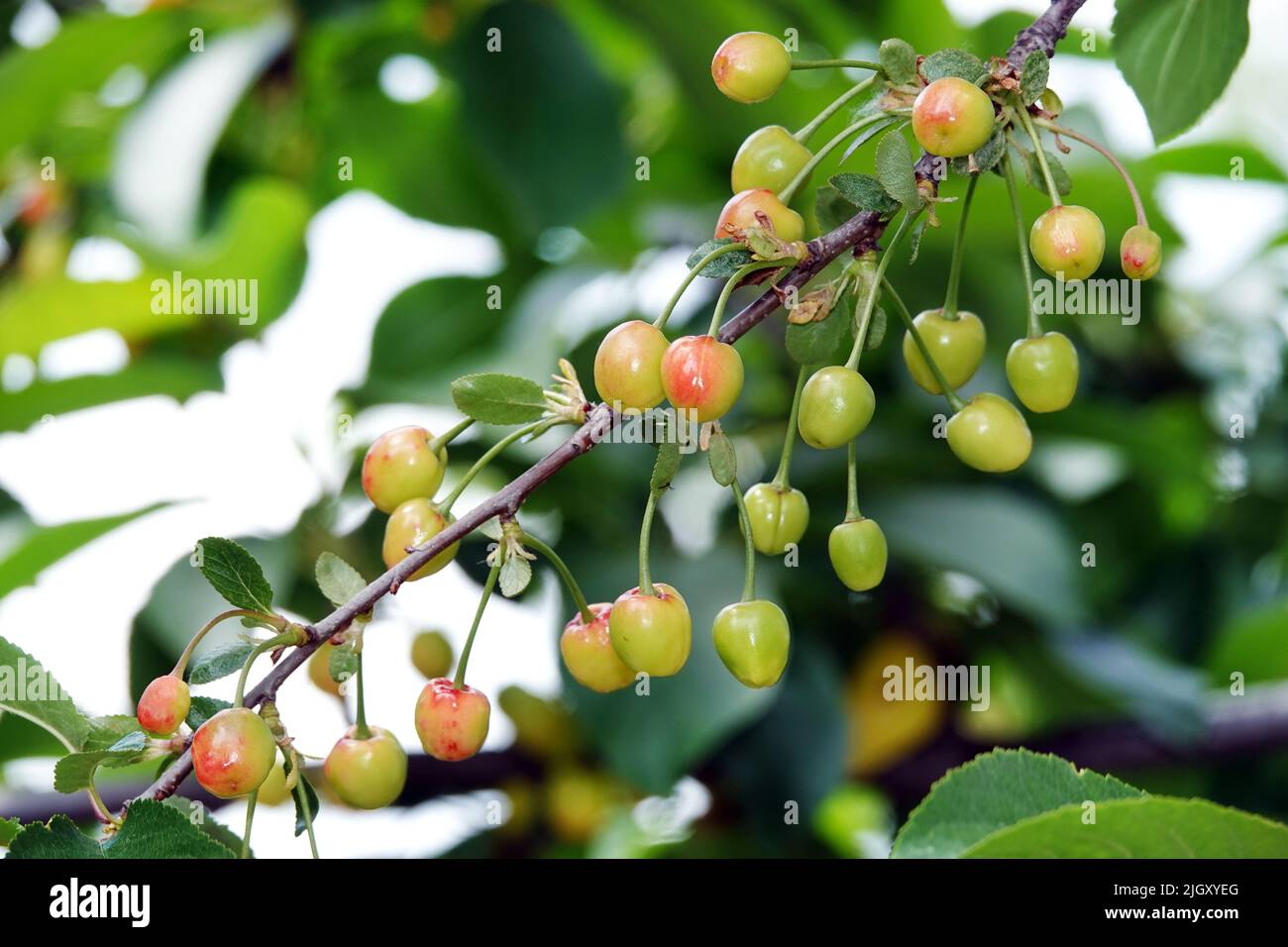 Dead cherry fruit tree hi-res stock photography and images - Alamy