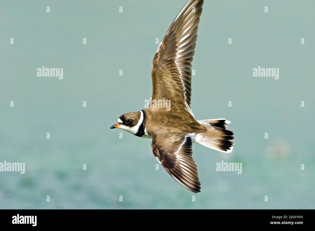 Semi-palmated plover in flight Stock Photo - Alamy