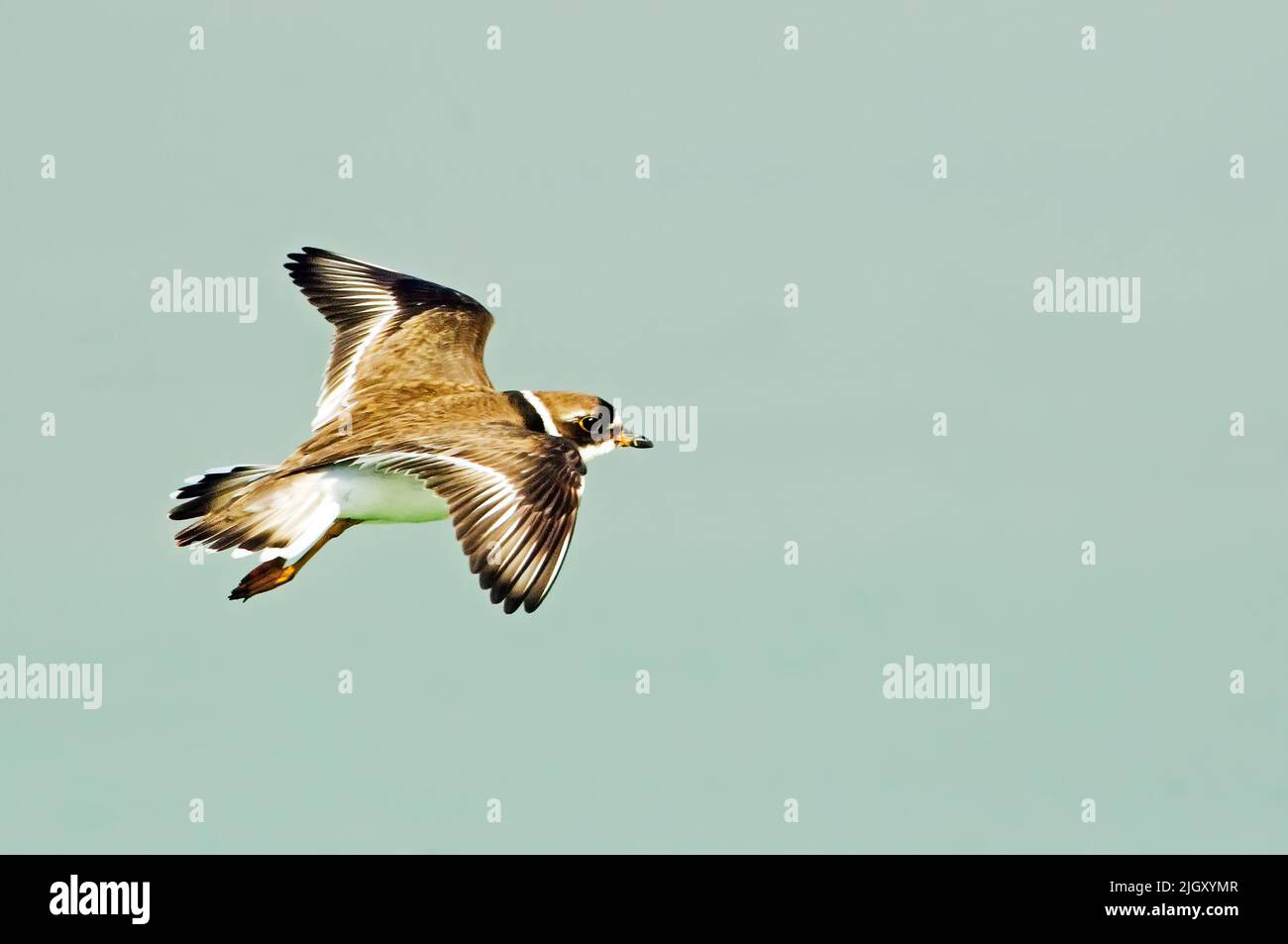 Semi-palmated plover in flight Stock Photo - Alamy