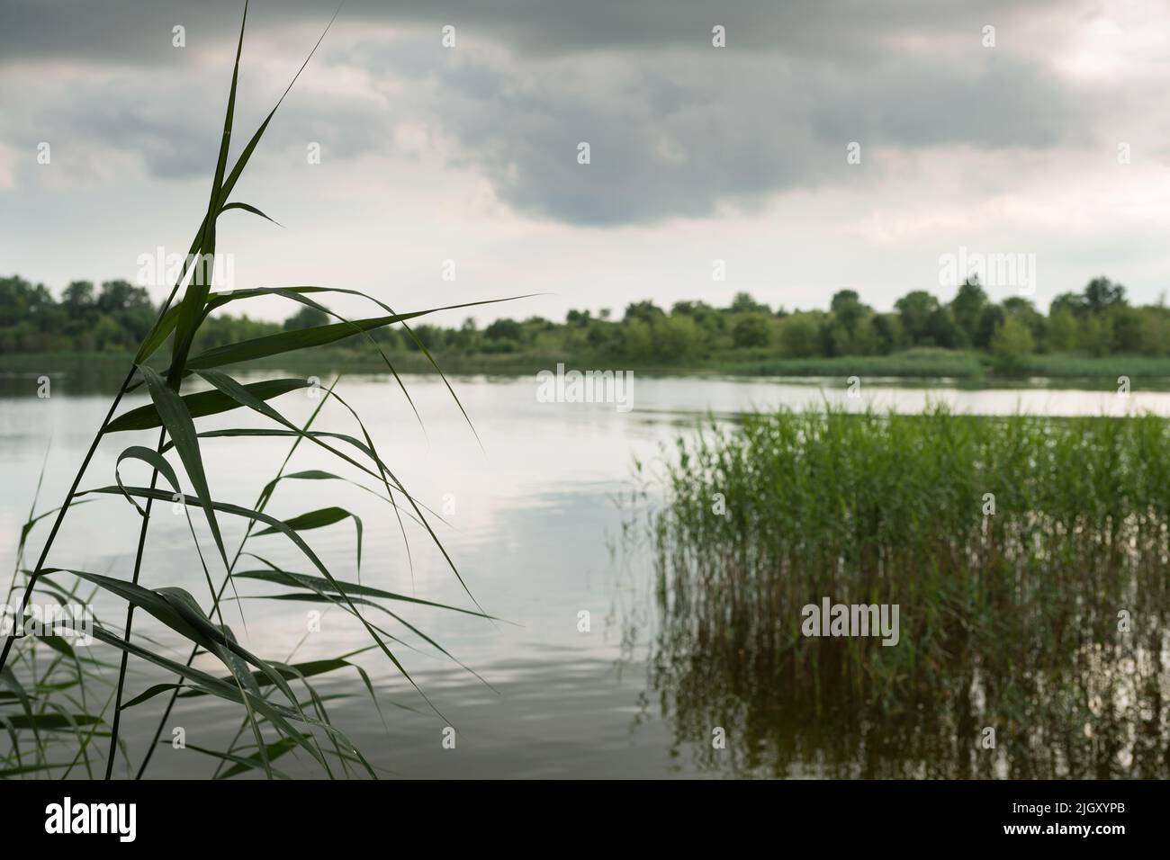 Pastoral landscape with trees and bushes on the banks of the lake in ...