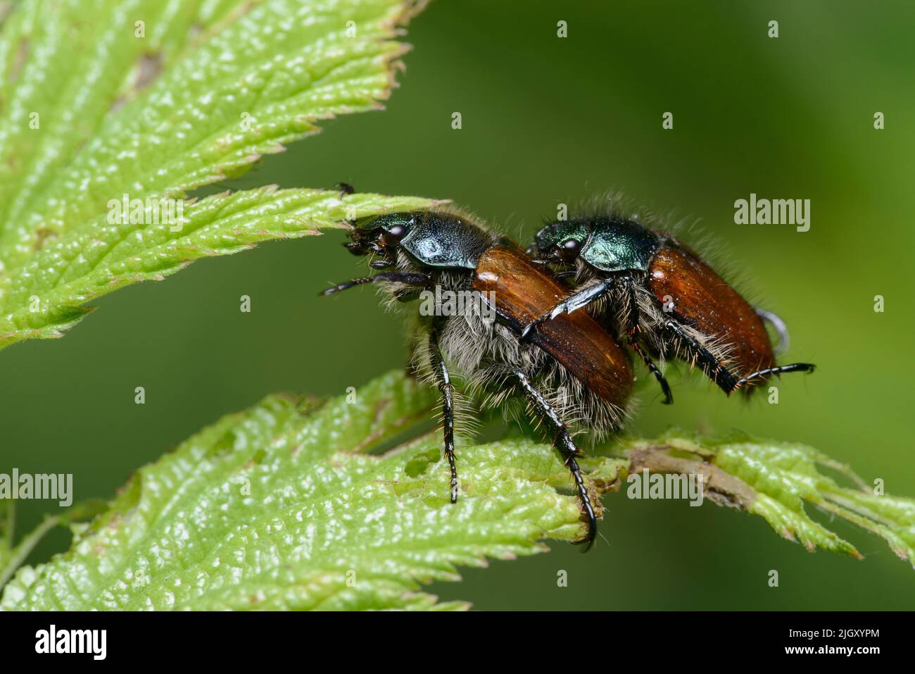 Hairy beetle hi-res stock photography and images - Alamy
