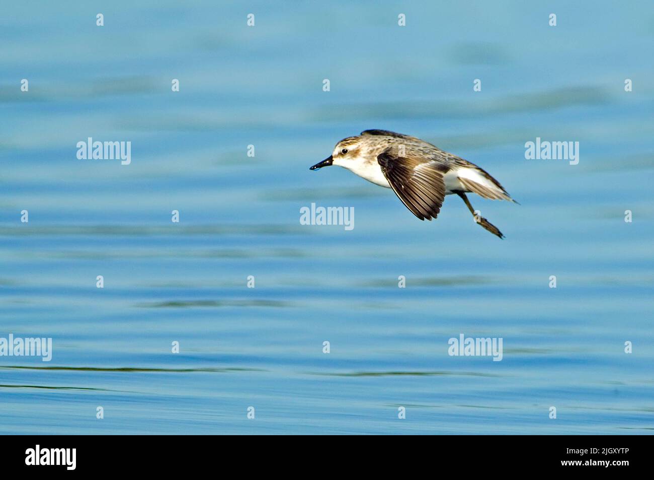 Semi-palmated sandpiper flight Stock Photo - Alamy