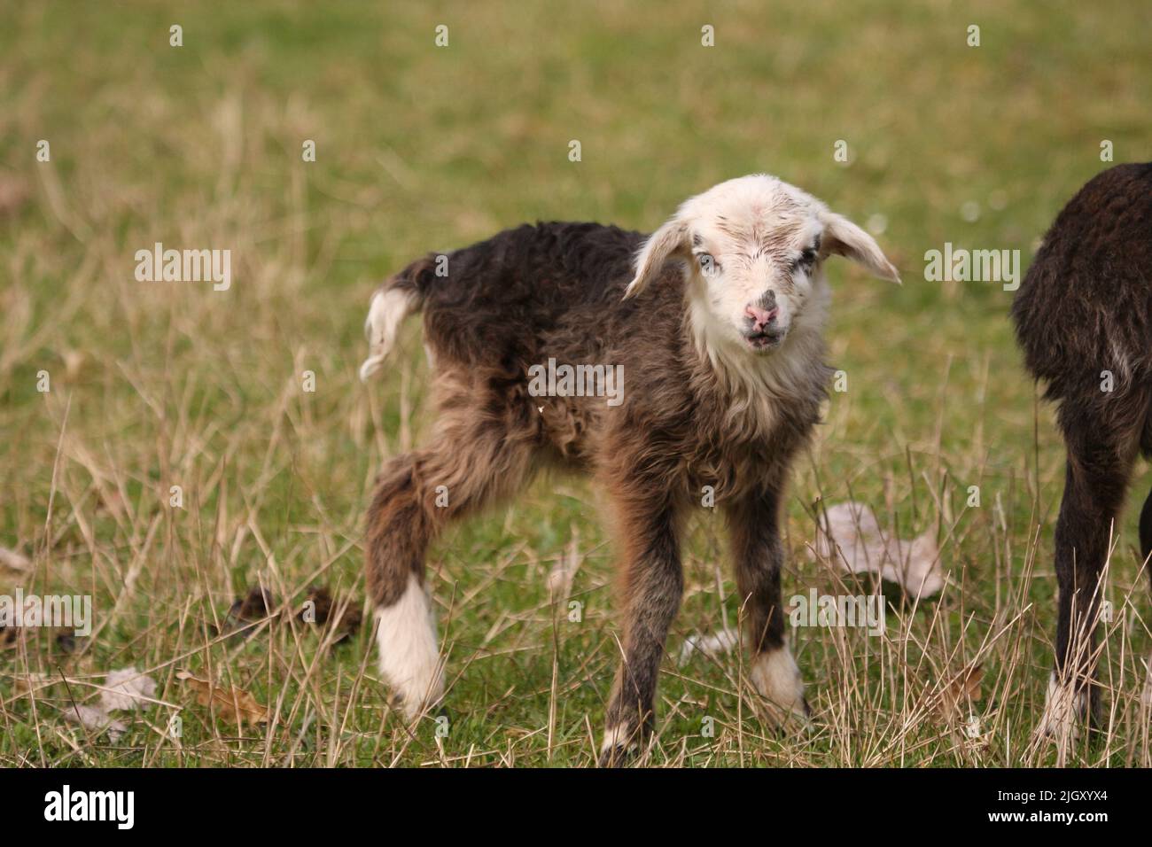 lamb on a meadow in spring Stock Photo - Alamy