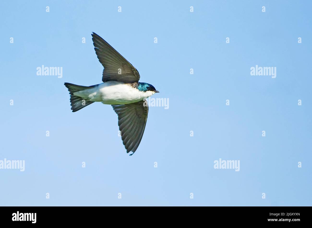 Tree swallow in flight Stock Photo - Alamy