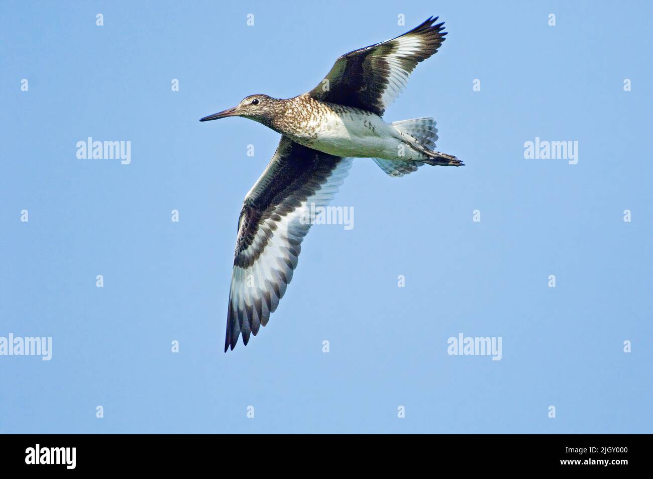 Eastern Willet in flight Stock Photo - Alamy