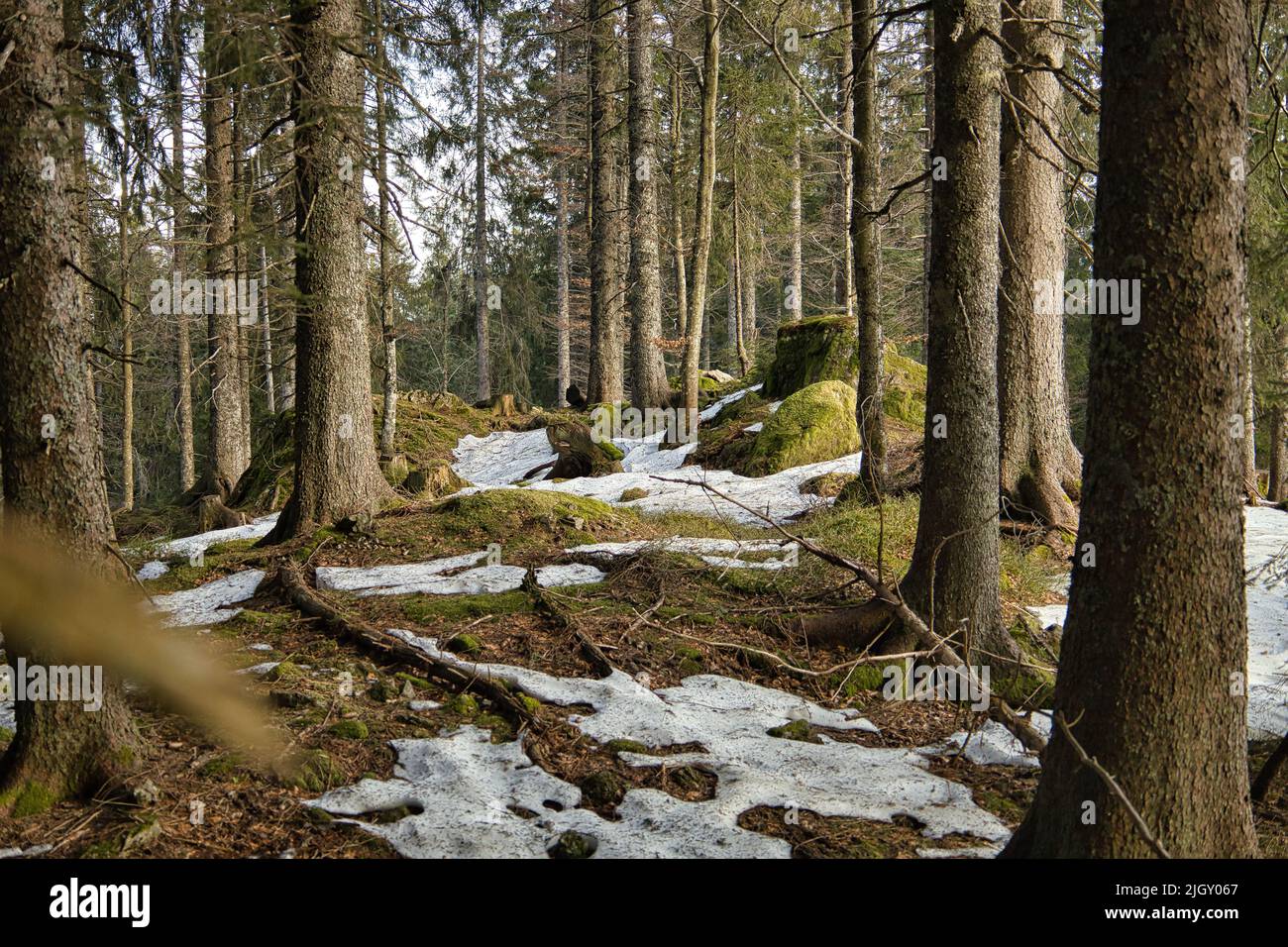 A forest with tall trees and snow Stock Photo - Alamy