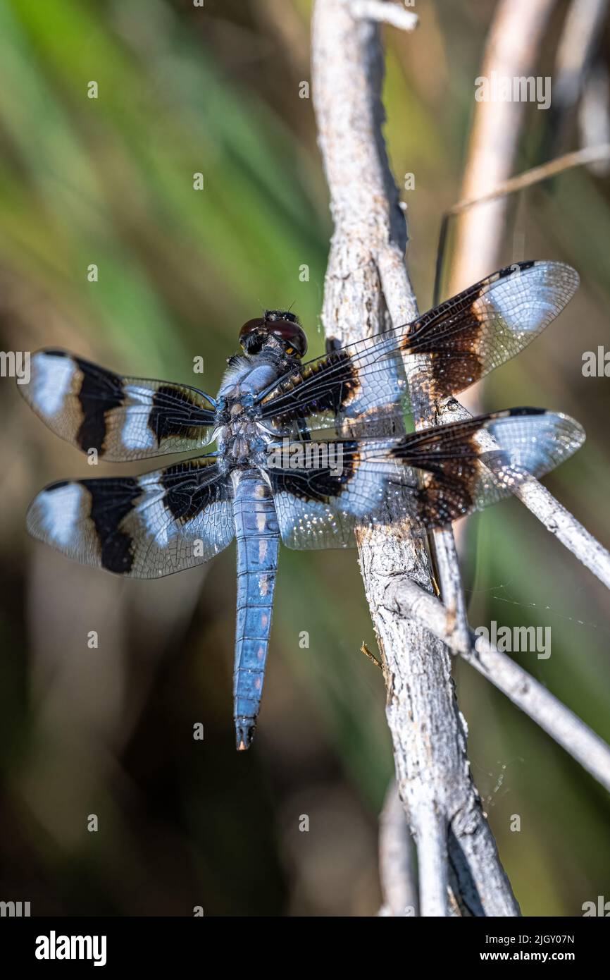 Twelve-spotted Skimmer (Libellula pulchella) Dragonfly Stock Photo - Alamy