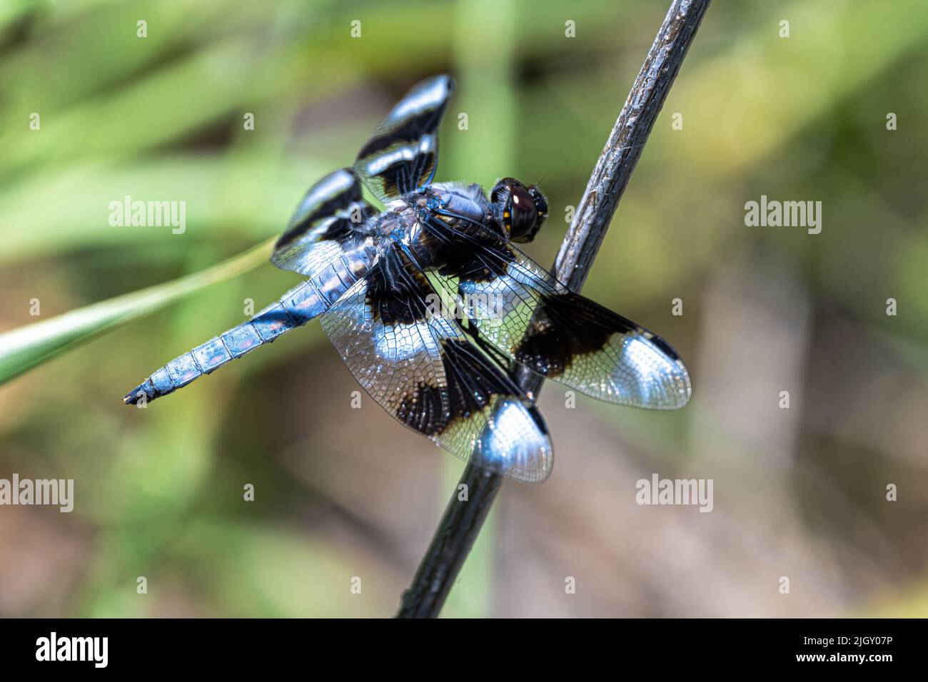 Twelve-spotted Skimmer (Libellula pulchella) Dragonfly Stock Photo - Alamy